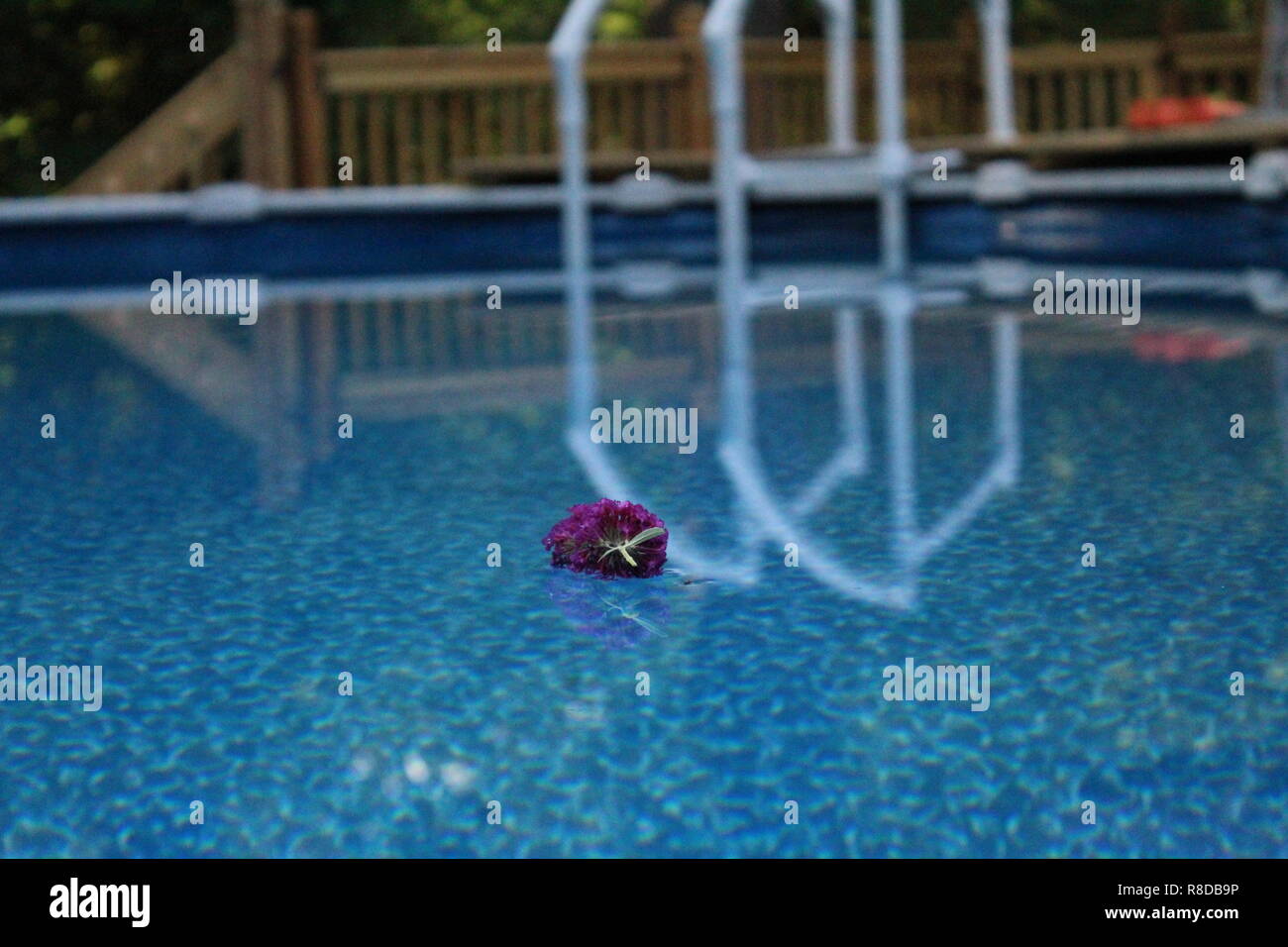 Butterfly Bush Flower Floating in a Pool Stock Photo - Alamy