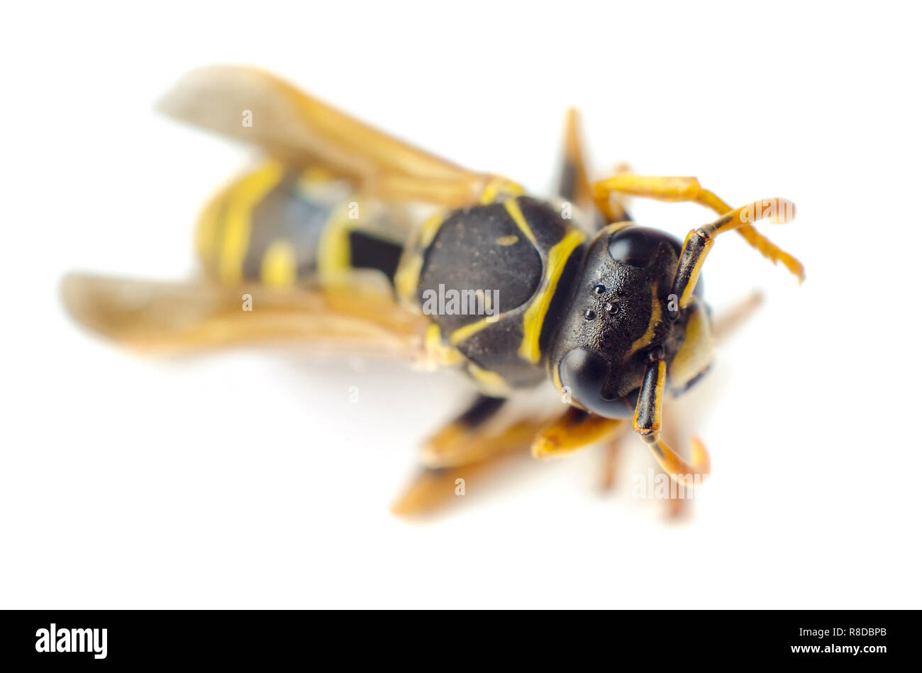wasp isolated on a white background Stock Photo - Alamy