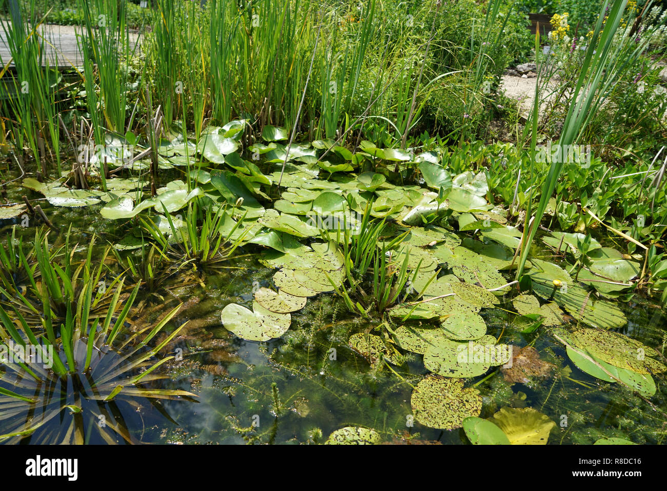 Aquatic biotopes hi-res stock photography and images - Alamy