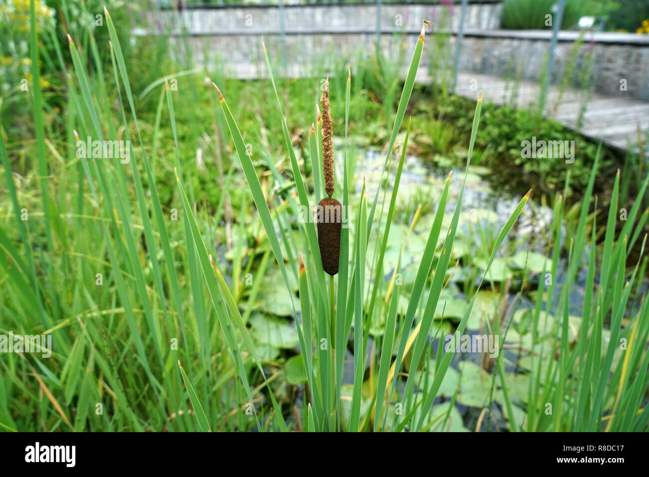 Aquatic biotopes hi-res stock photography and images - Alamy