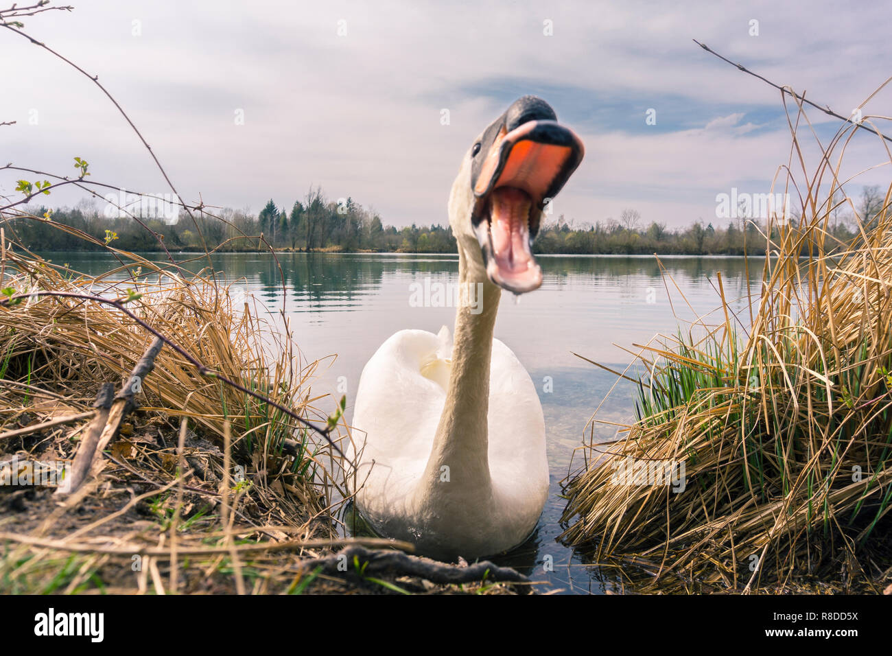 Mute swans attacking hi-res stock photography and images - Alamy