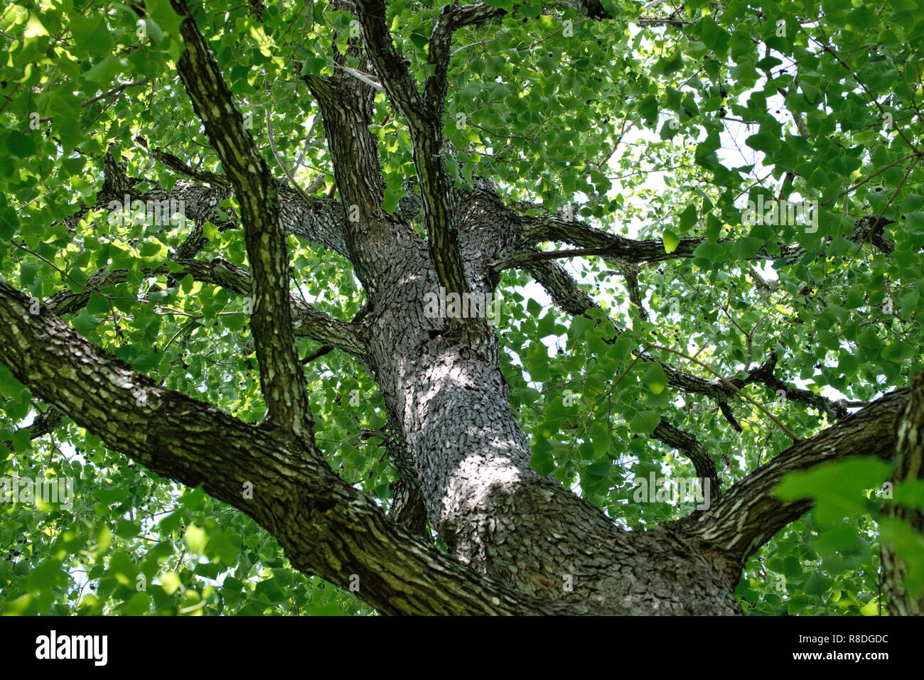 Looking up to tree branches hi-res stock photography and images - Alamy