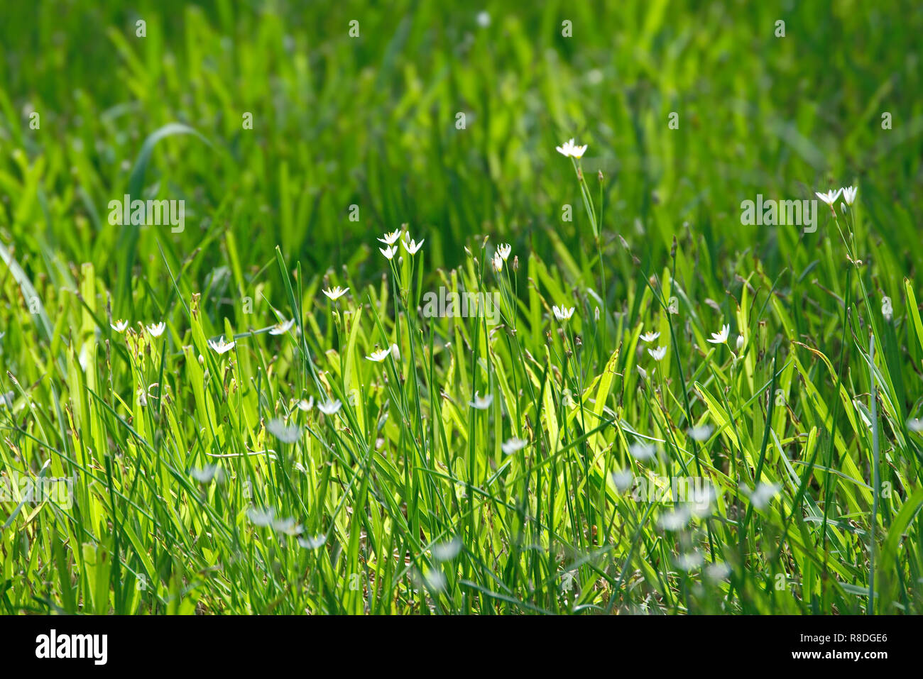 Dainty grass hi-res stock photography and images - Alamy
