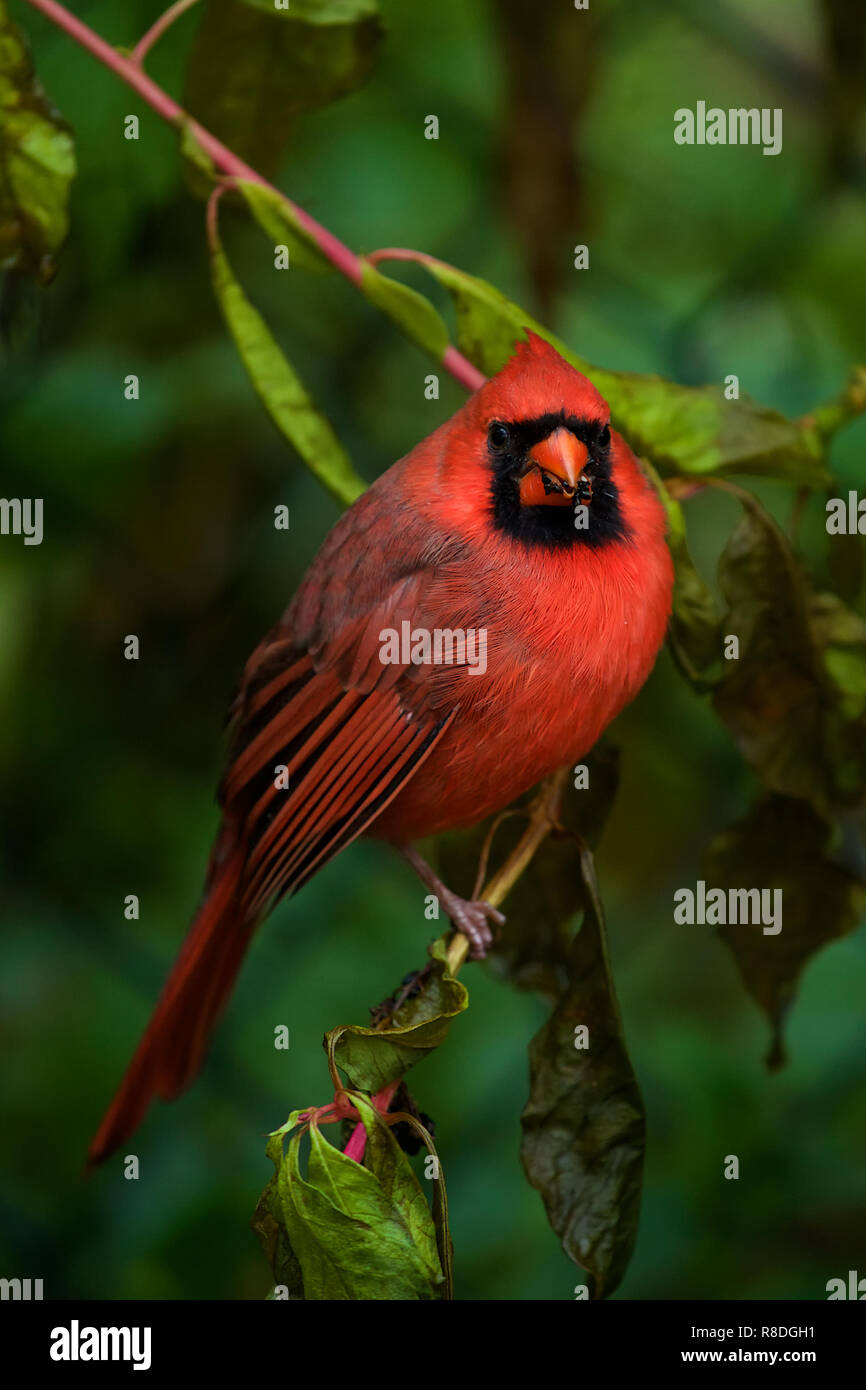 Red Cardinal Bird, Central Park, NYC Stock Photo - Alamy