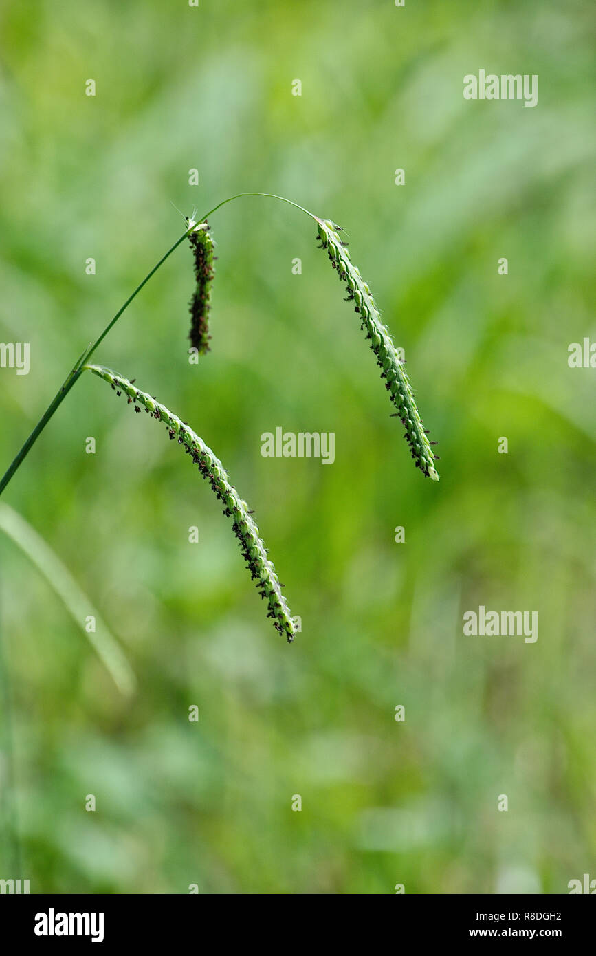 Grain weed with lawn in background Stock Photo - Alamy
