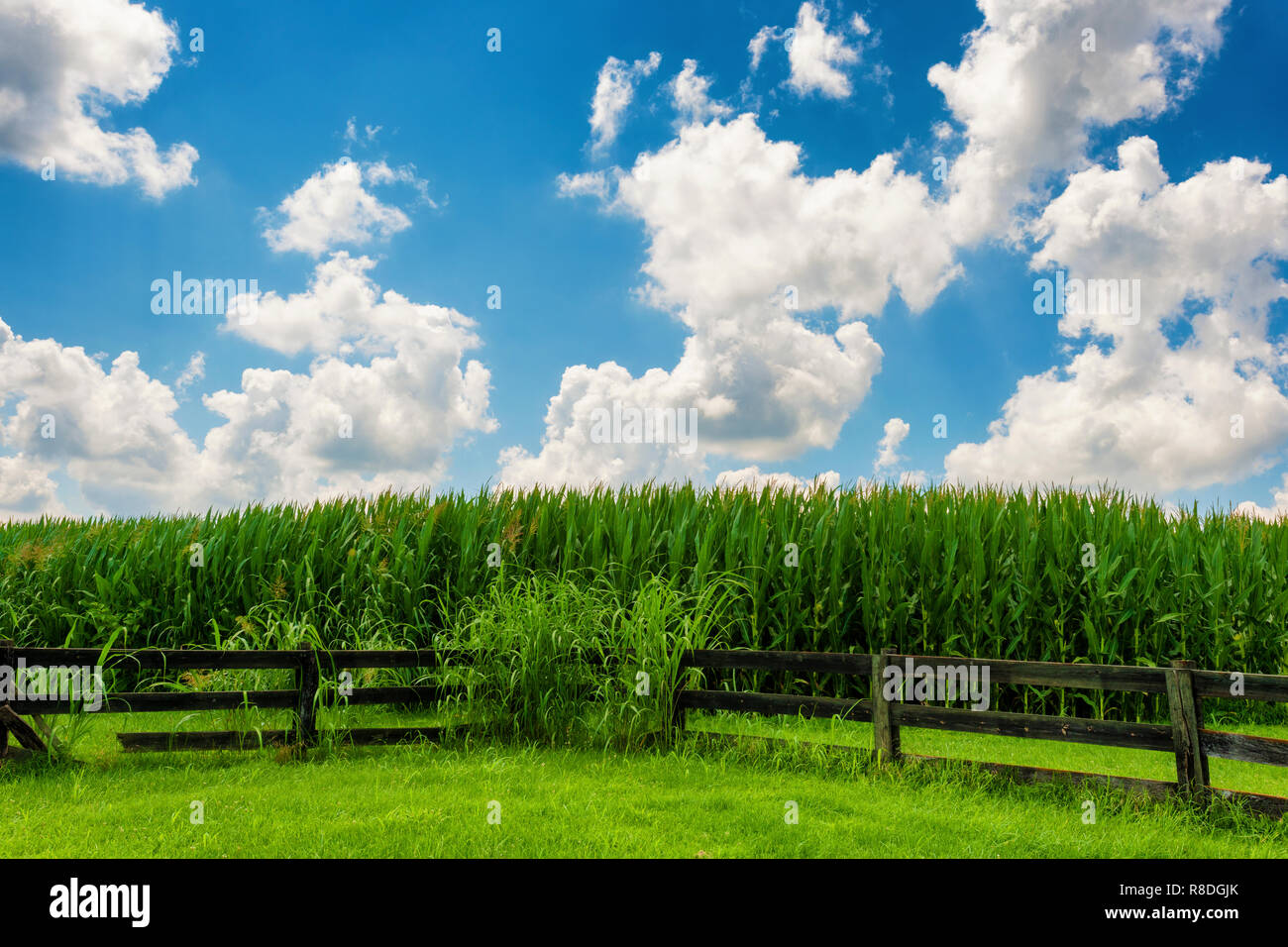 Corn field landscape hi-res stock photography and images - Alamy