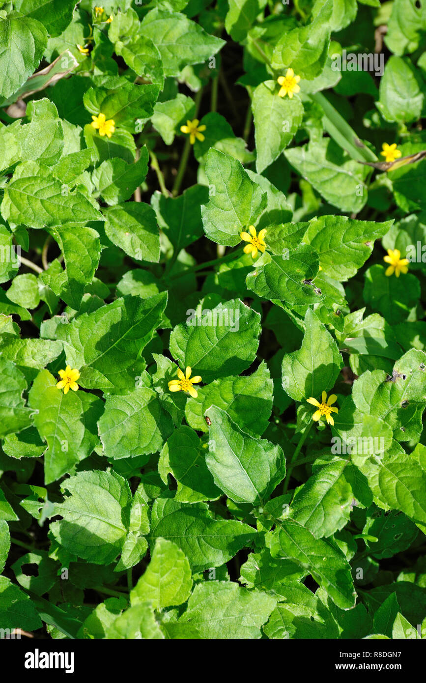 Leafy green lawn ground cover plant Stock Photo - Alamy