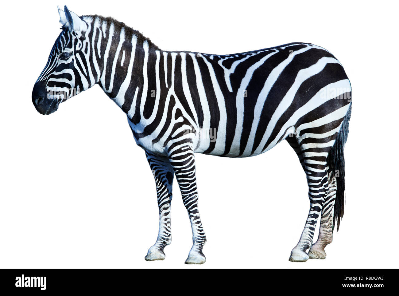 Zebra standing side view isolated on white background Stock Photo - Alamy