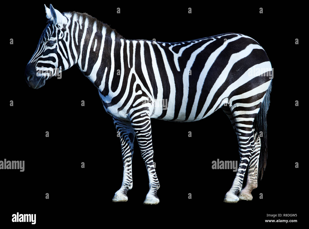 Zebra female standing side view isolated on black background Stock ...