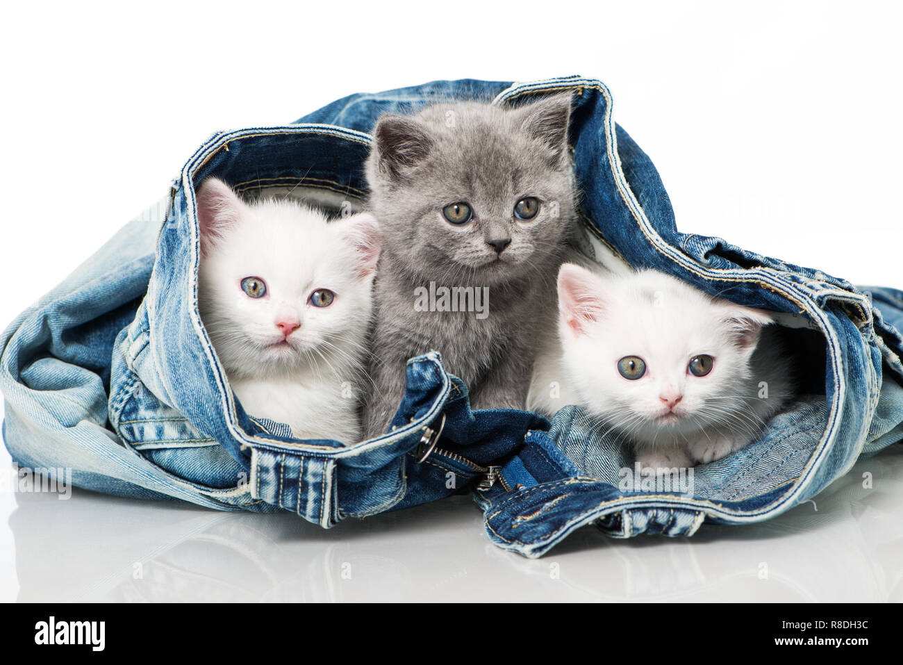 Cat in jeans hi-res stock photography and images - Alamy
