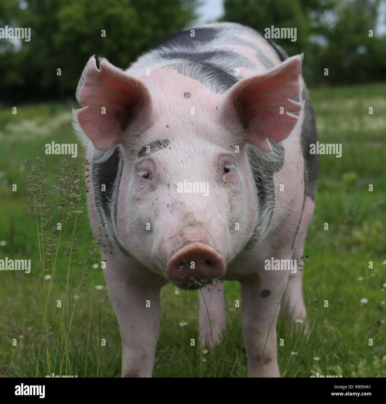 Head shot closeup of a young pietrain pig on the meadow green grass ...
