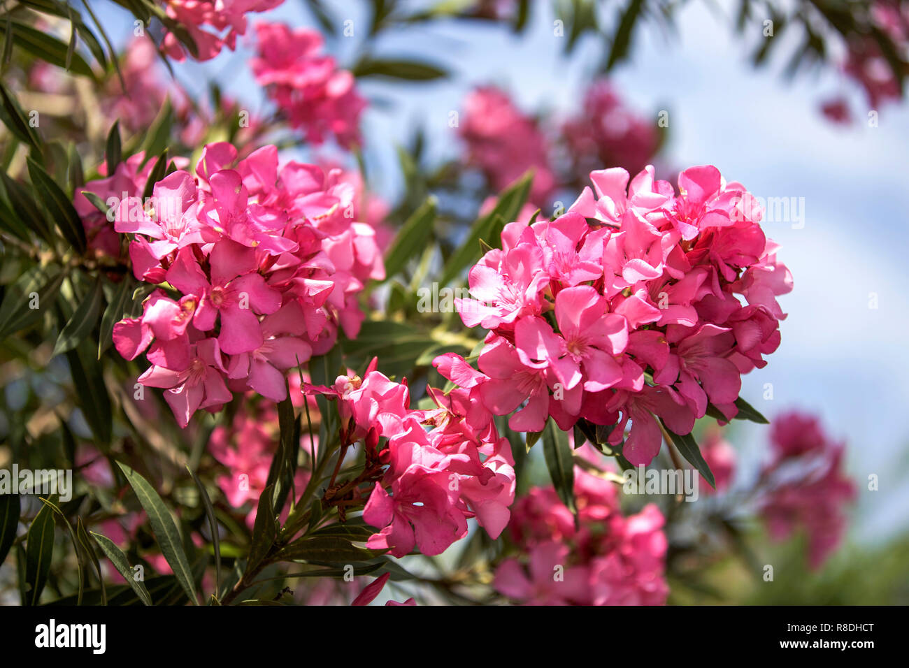 Oleander tree hi-res stock photography and images - Alamy