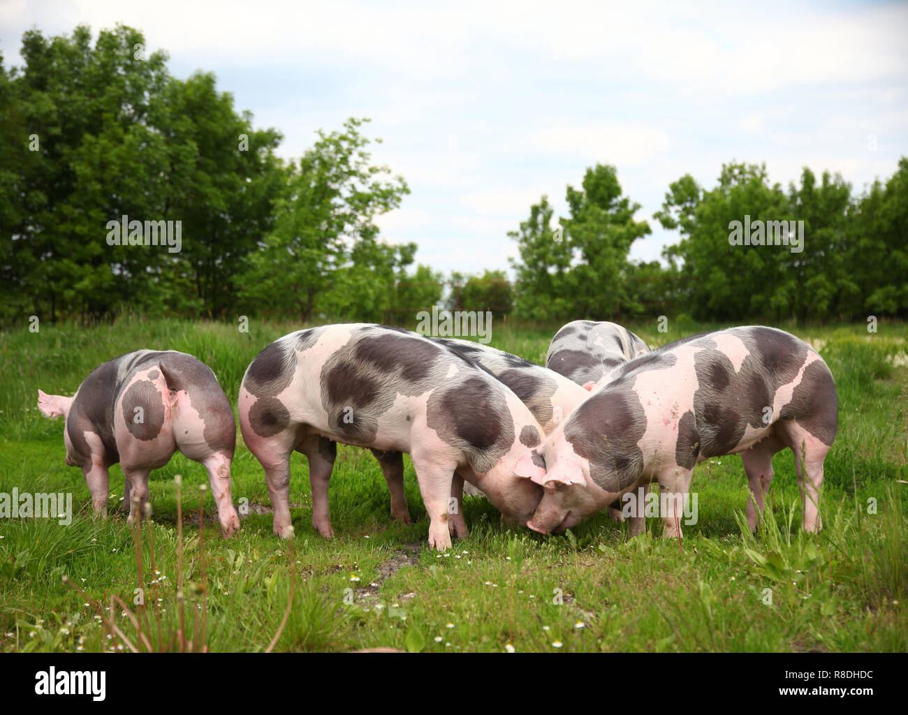 Group of pigs farming raising breeding in animal farm rural scene ...