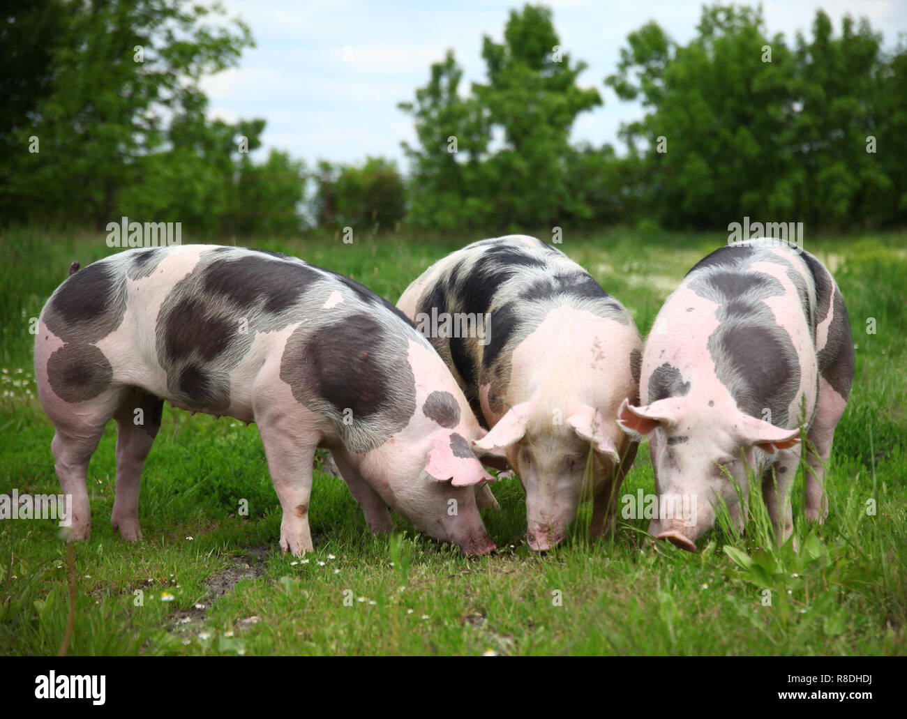 Group of pigs farming raising breeding in animal farm rural scene ...