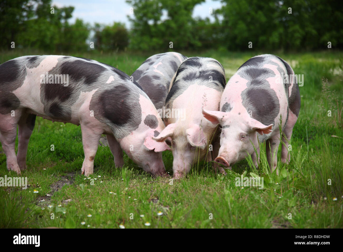 Pigs pietrain farm hi-res stock photography and images - Alamy