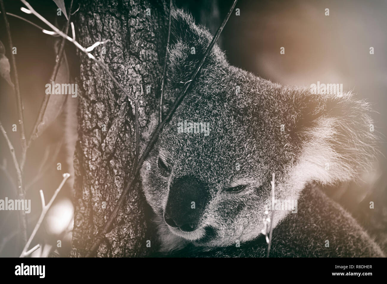 Cool koala hi-res stock photography and images - Alamy