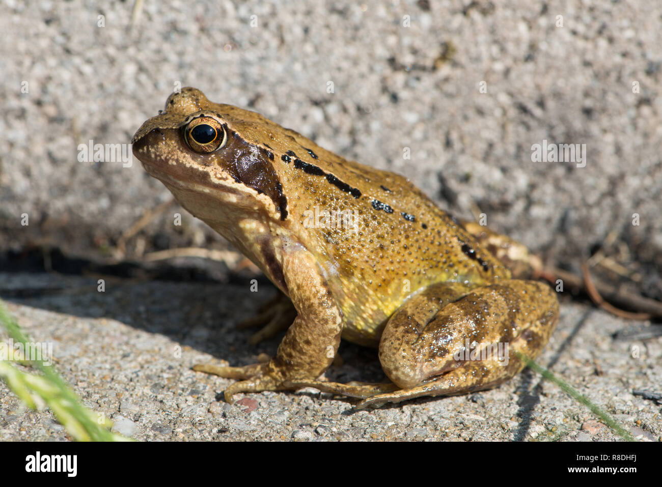 Grass frog on a stone Stock Photo - Alamy