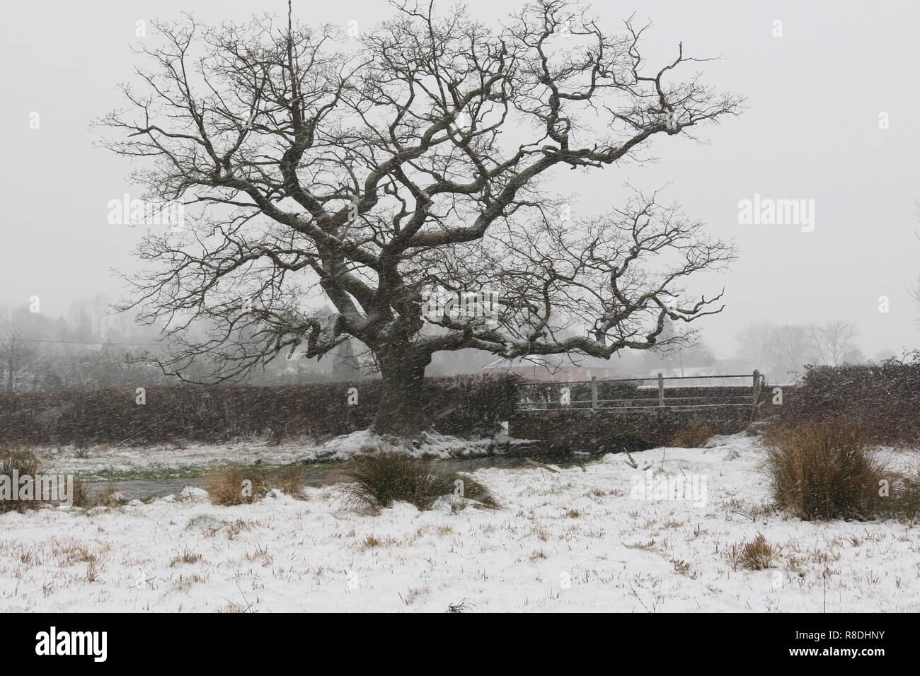 Oak Tree in the snow Stock Photo - Alamy