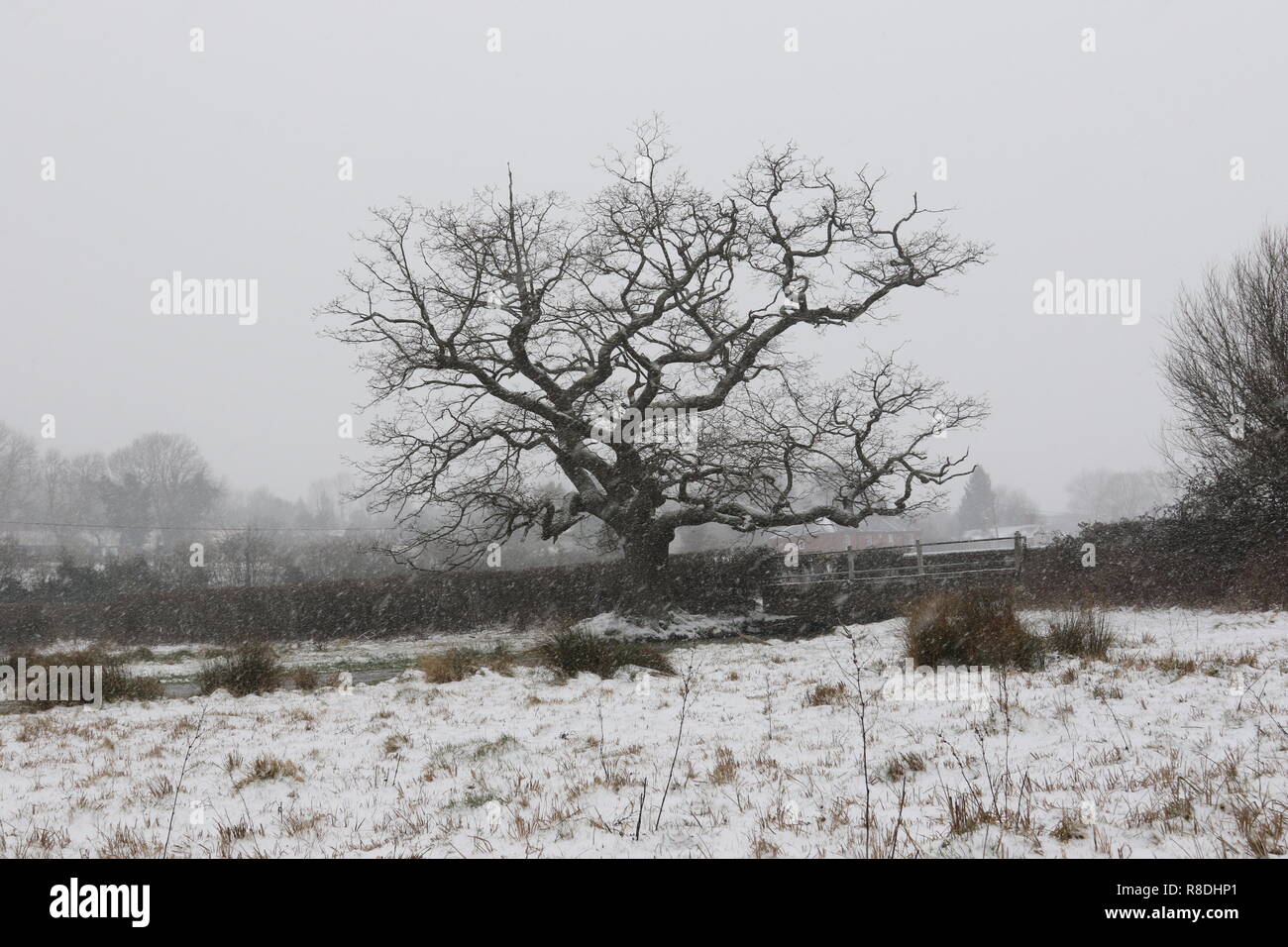 Oak Tree in the snow Stock Photo - Alamy