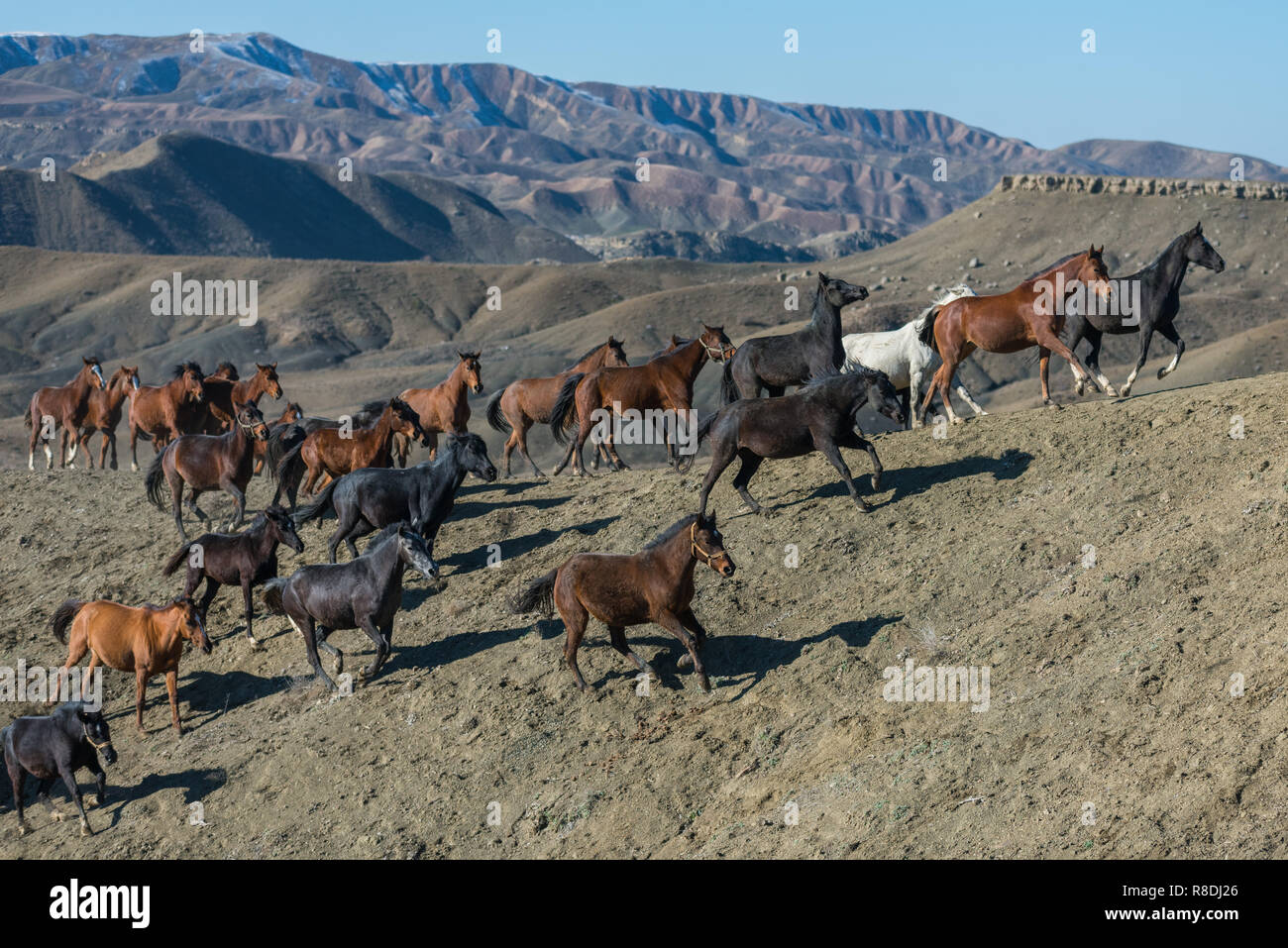 A group of genuine Turkmen horses at Raz and Jargalan region. Iran ...