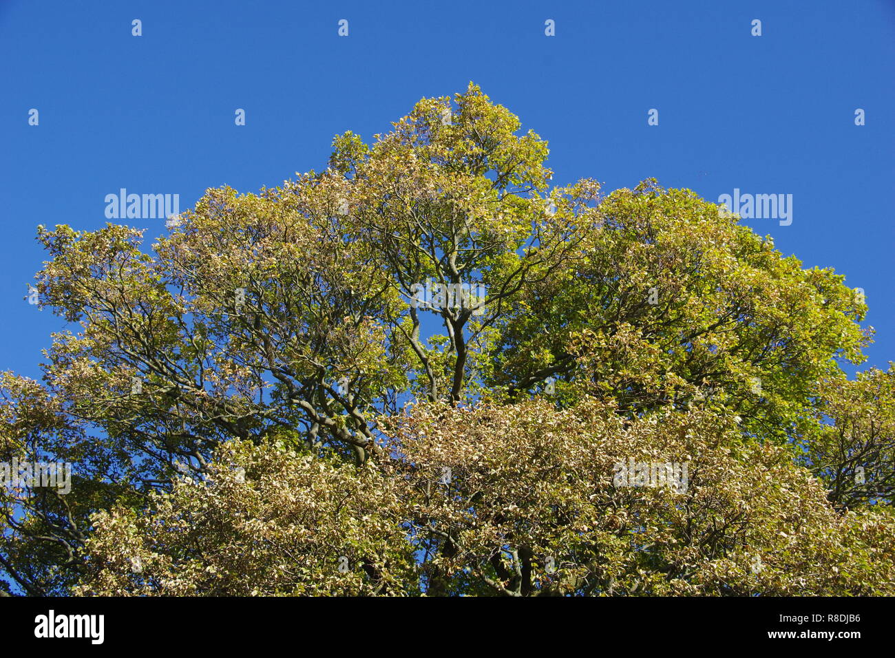Oak Tree Uk September High Resolution Stock Photography and Images - Alamy