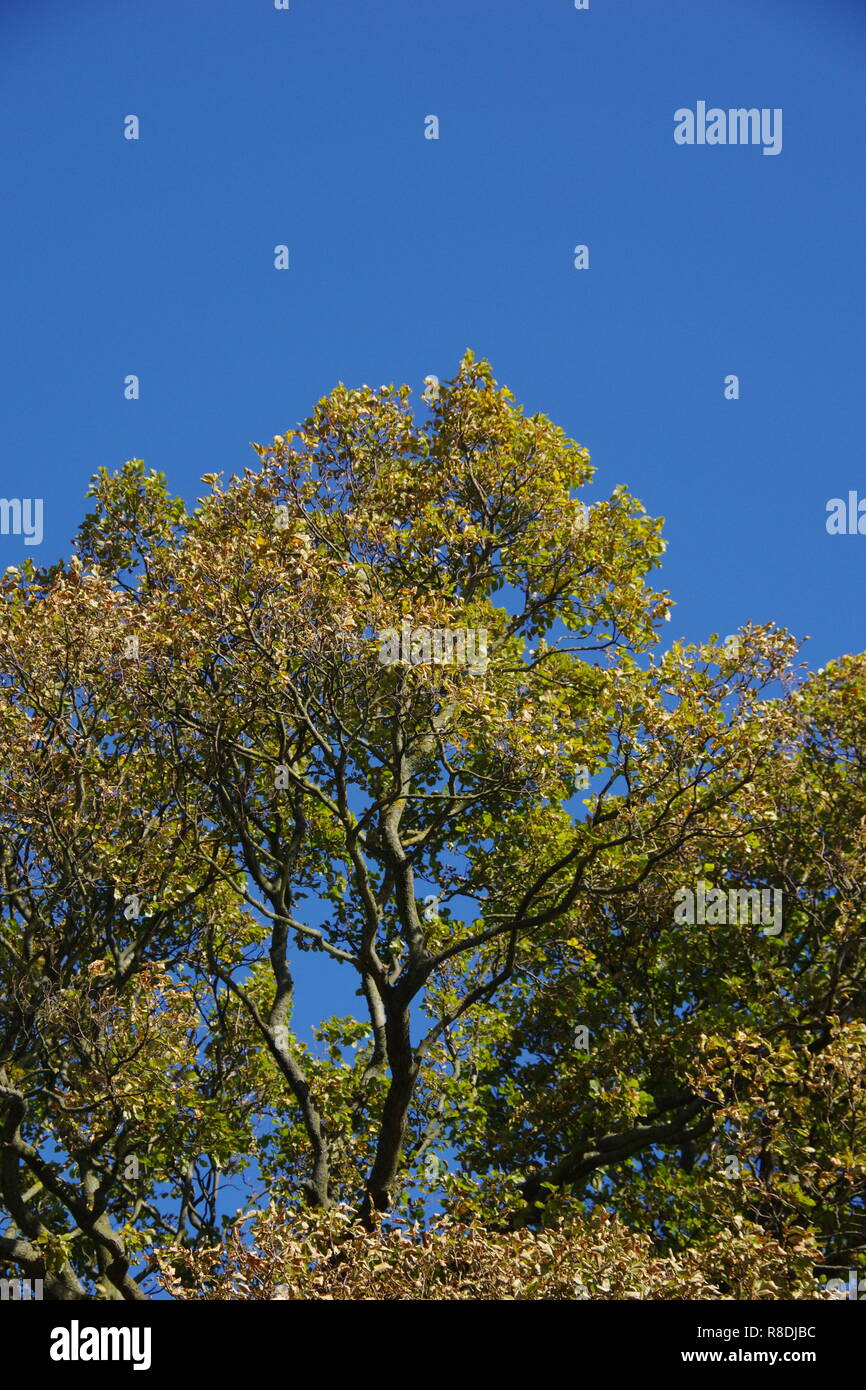 Old oak tree uk september hi-res stock photography and images - Alamy
