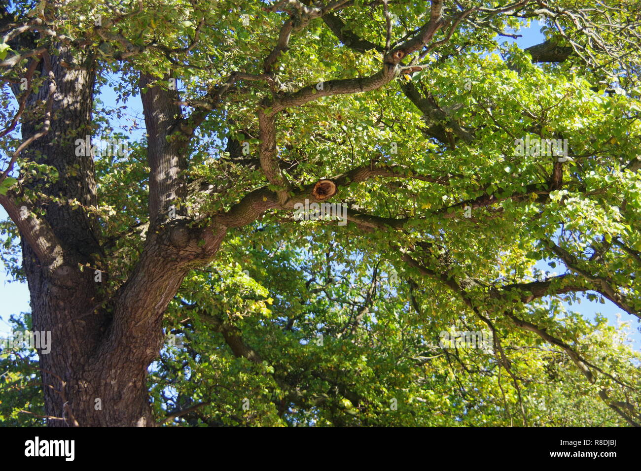 Old oak tree uk september hi-res stock photography and images - Alamy