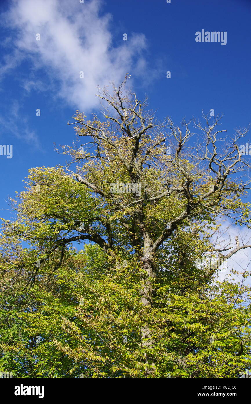 Old oak tree uk september hi-res stock photography and images - Alamy