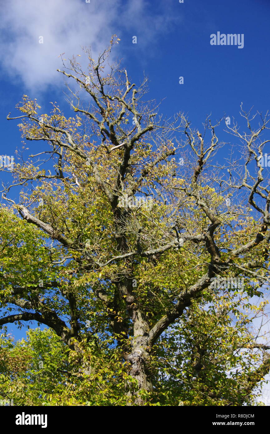 Oak Tree Uk September High Resolution Stock Photography and Images - Alamy