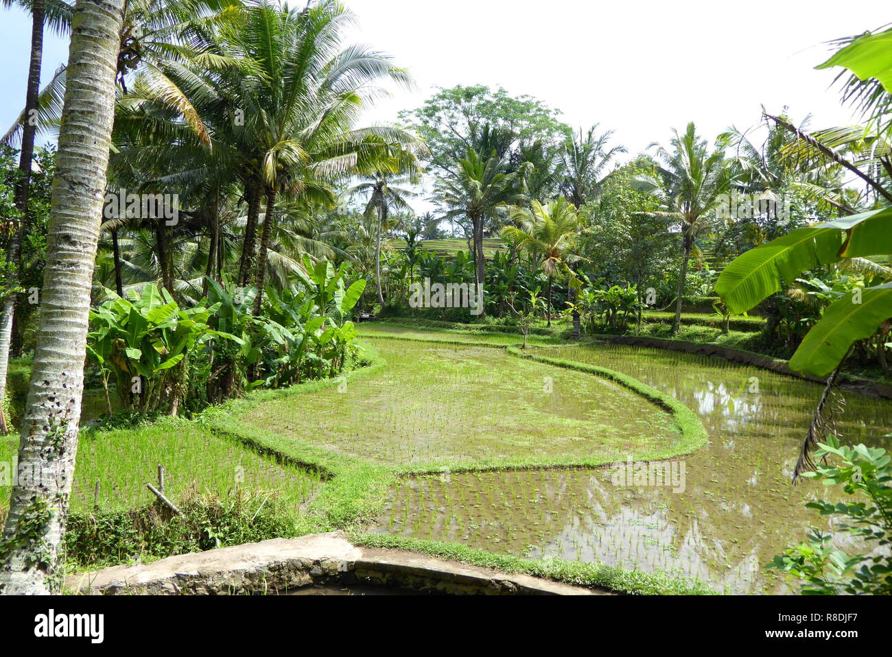 Bali indonesia south east asia hi-res stock photography and images - Alamy