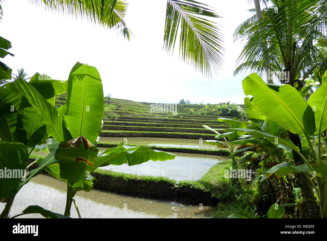Terraced rice fields on Bali, Indonesia Stock Photo - Alamy