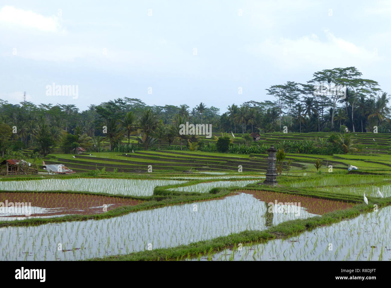 Rice terraces fields on bali hi-res stock photography and images - Alamy