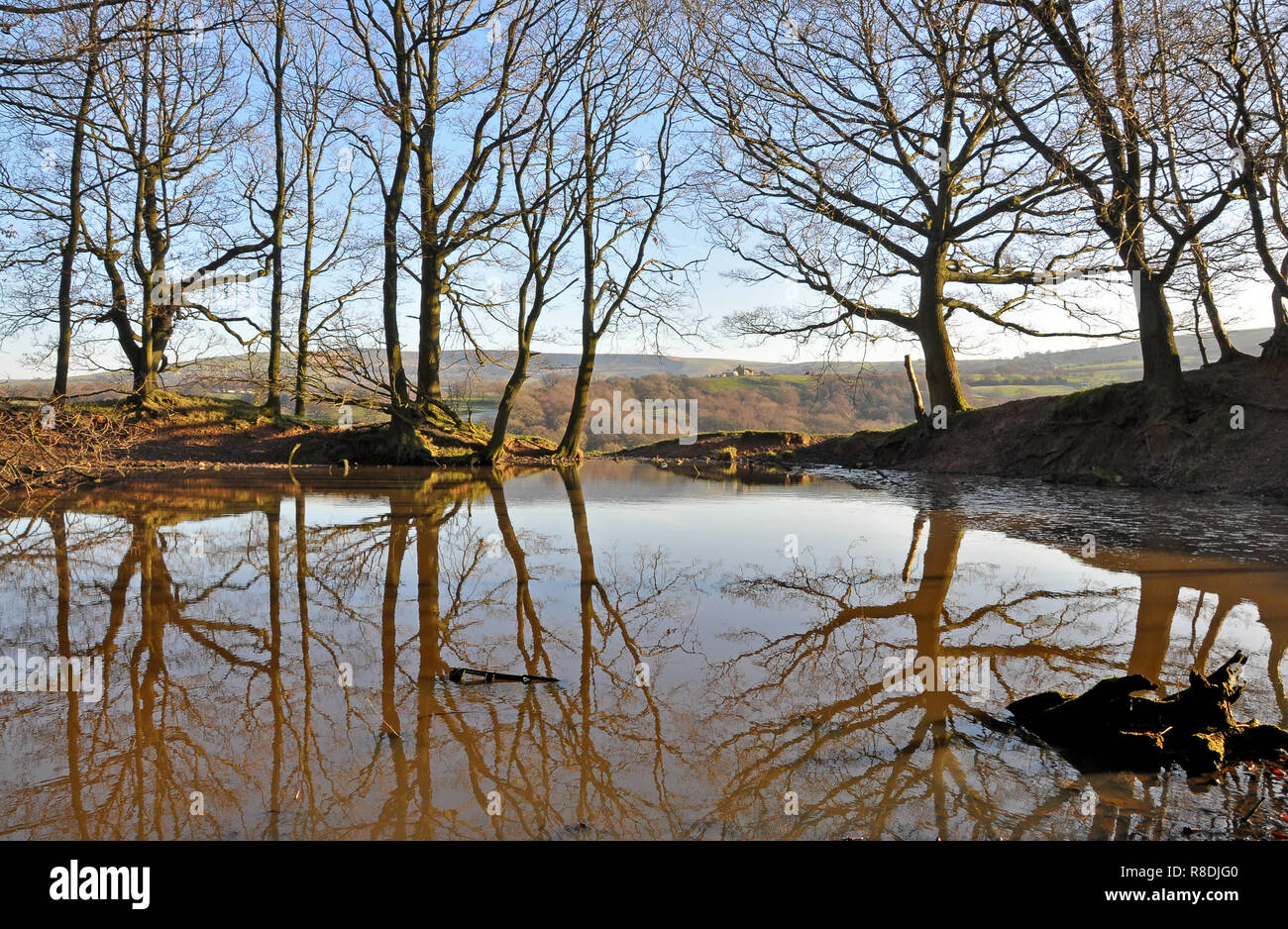 Forrest walkway hi-res stock photography and images - Alamy