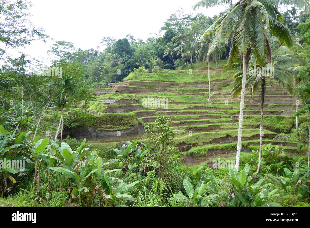 Rice terraces fields on bali hi-res stock photography and images - Alamy