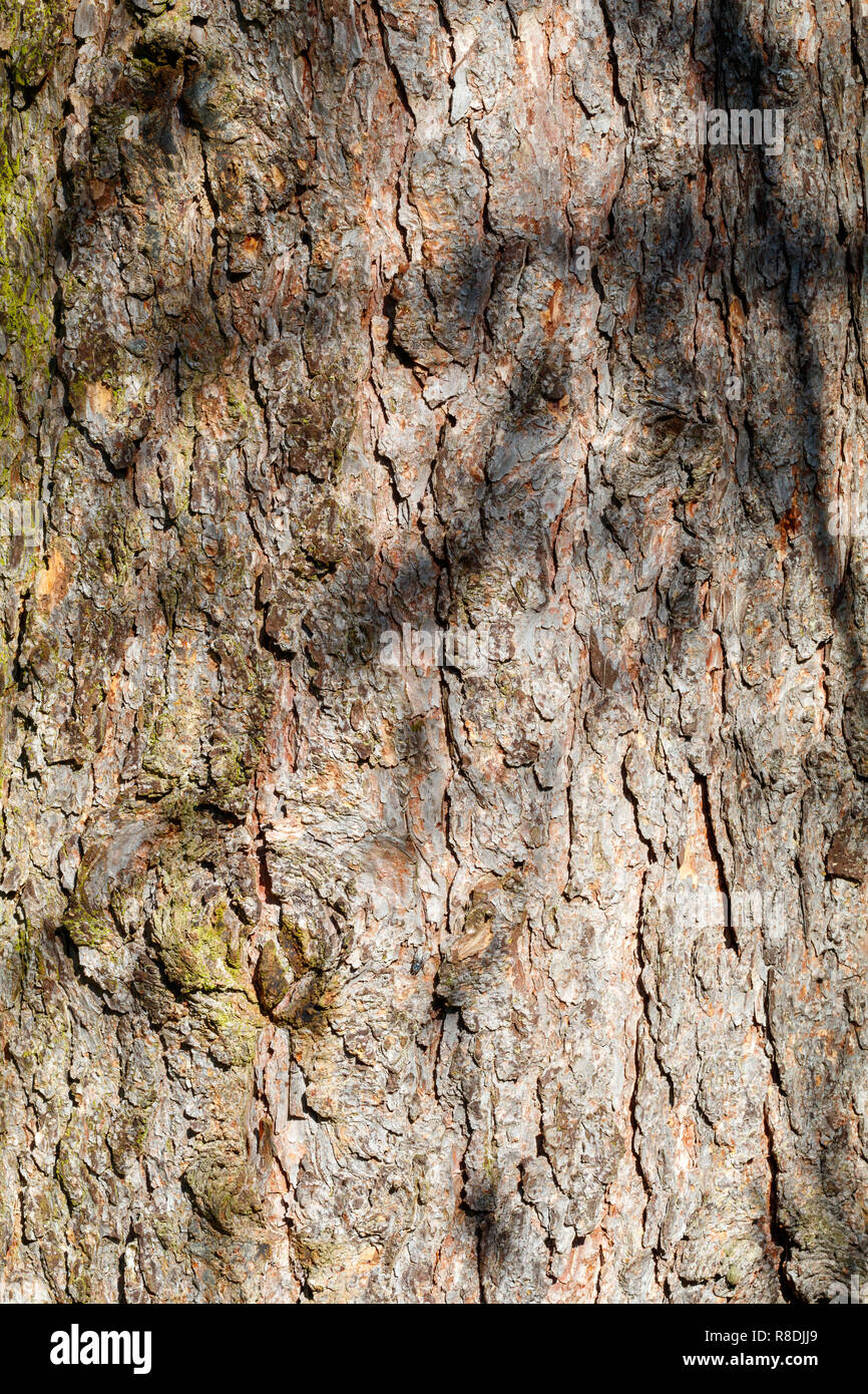 Western larch tree bark hi-res stock photography and images - Alamy