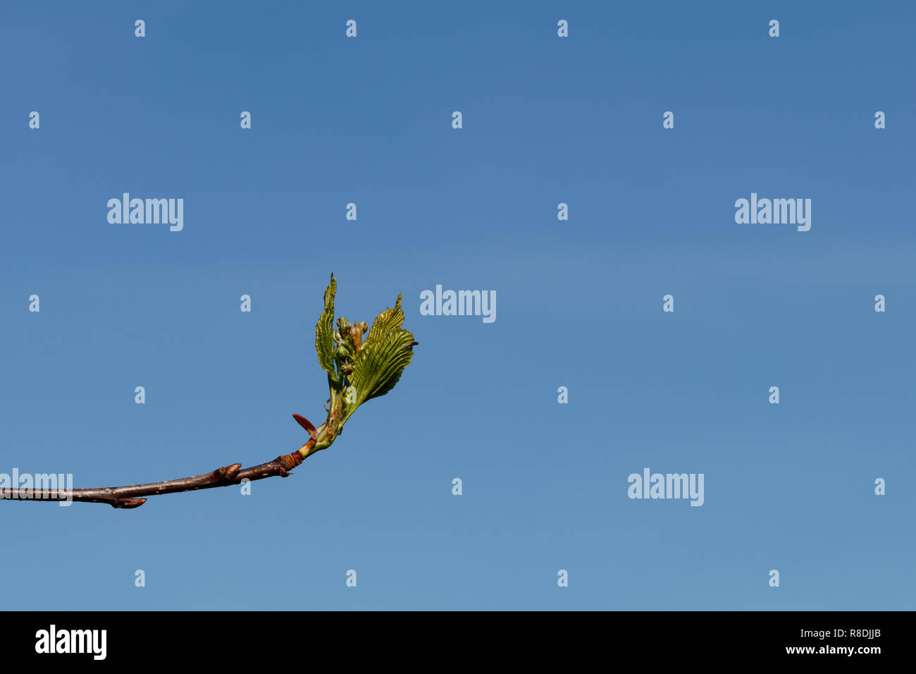 Budding tree branch in spring Stock Photo - Alamy