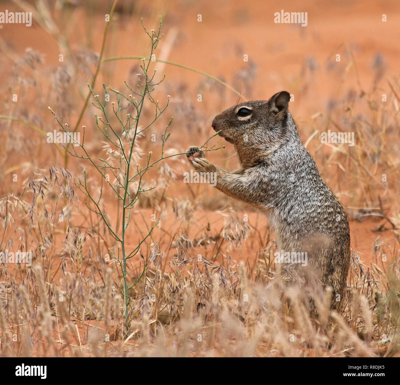 A Rock Squirrel (Otospermophilus variegatus) feeding on some weeds ...
