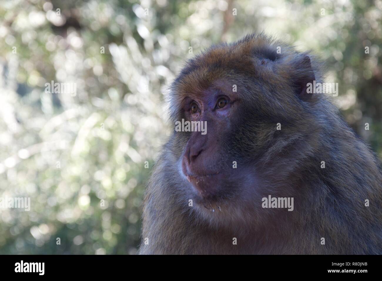 Close up on the face of a solemn monkey with crumbs in its facial fur ...