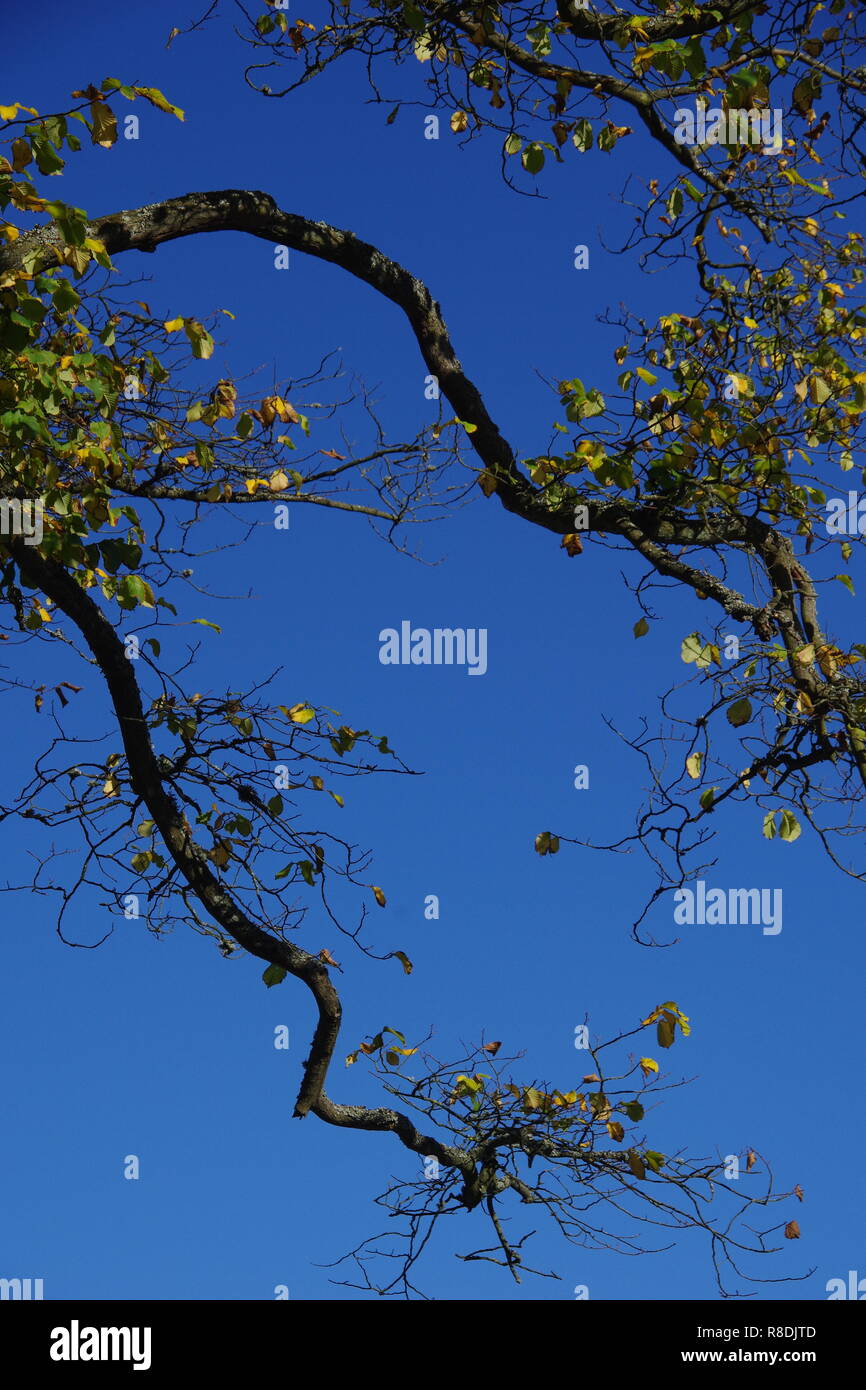 Overhanging Branches with Golden Autumn Leaves against a Blue Sky ...