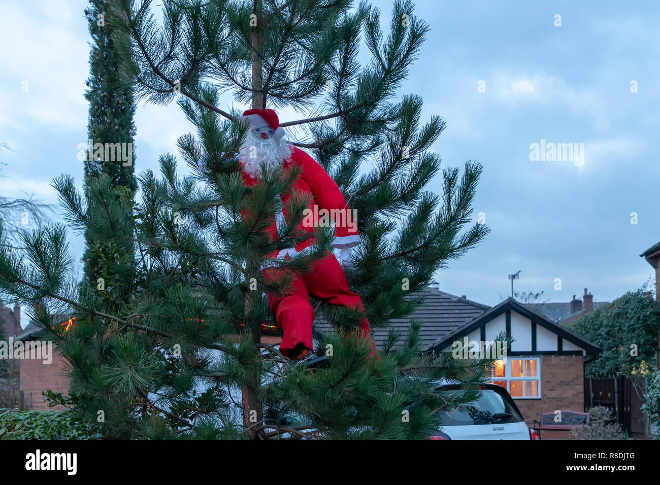 Dummy of Father Christmas in a tree in a front garden Stock Photo - Alamy