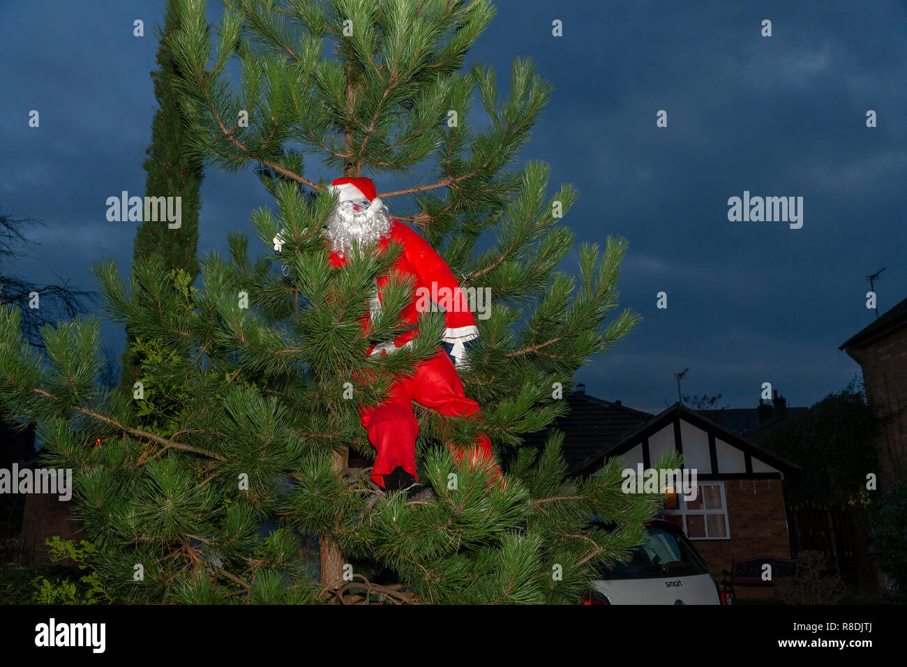 Dummy of Father Christmas in a tree in a front garden Stock Photo - Alamy