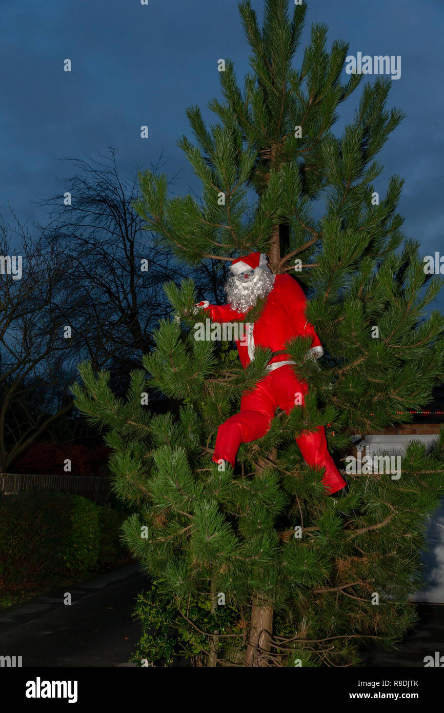 Dummy of Father Christmas in a tree in a front garden Stock Photo - Alamy