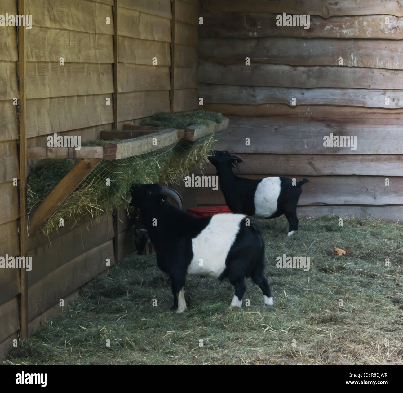 two small young goats eating hay from the stack, cute black and white ...