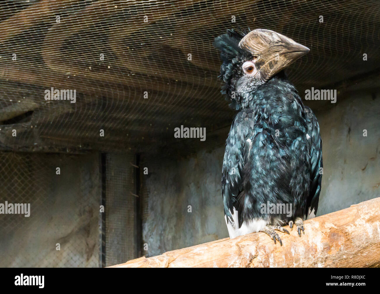 beautiful hornbill bird with a massive bill sitting on a branch, a ...
