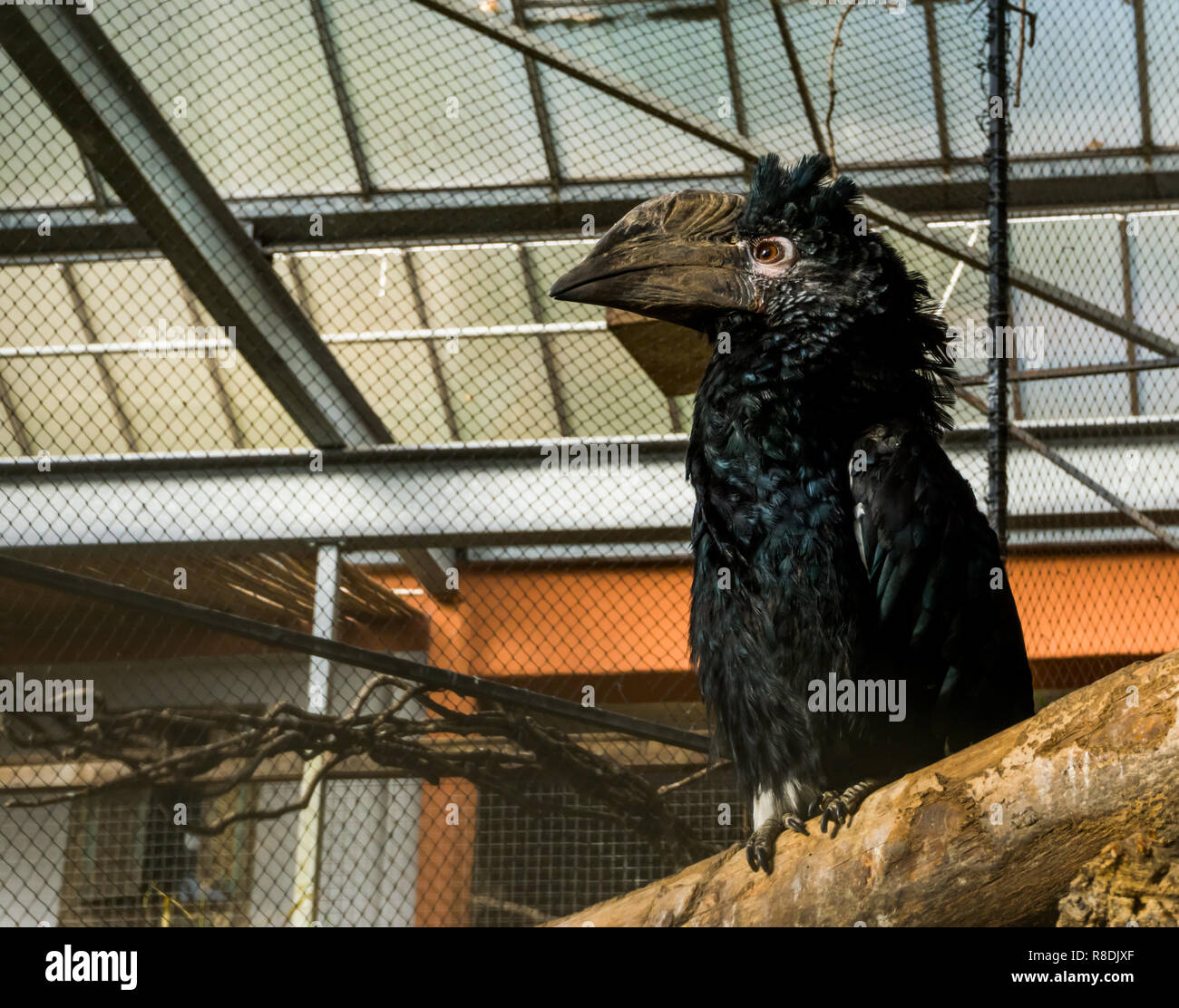 beautiful silvery cheeked hornbill bird sitting on a branch, a tropical ...