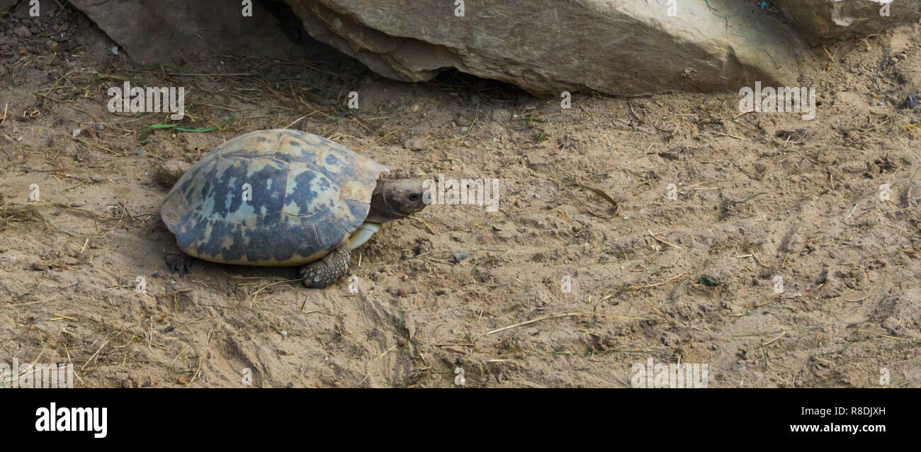 elongated turtle walking through te sand, a endangered tropical reptile ...