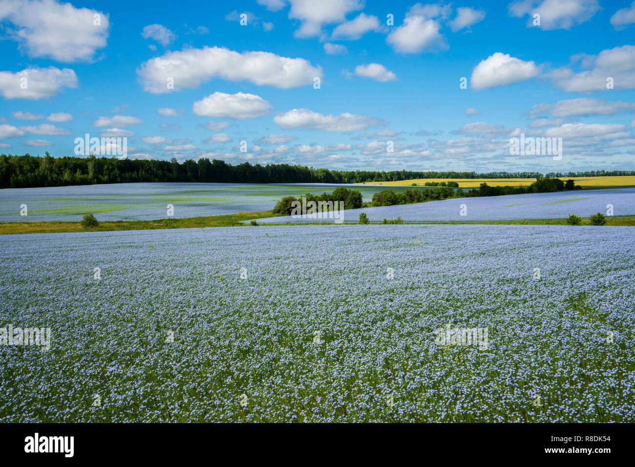 Flax flowers. Flax field, flax blooming, flax agricultural cultivation ...