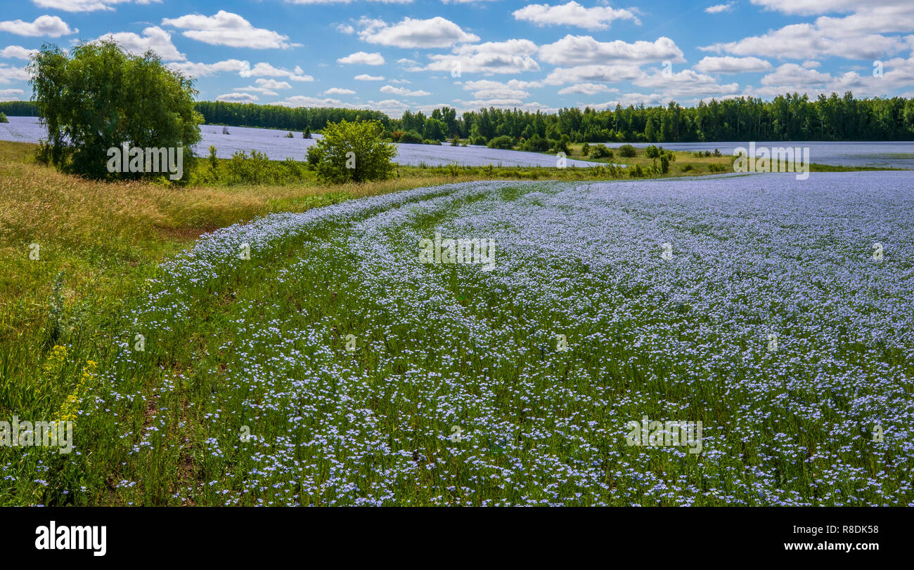 Flax flowers. Flax field, flax blooming, flax agricultural cultivation ...