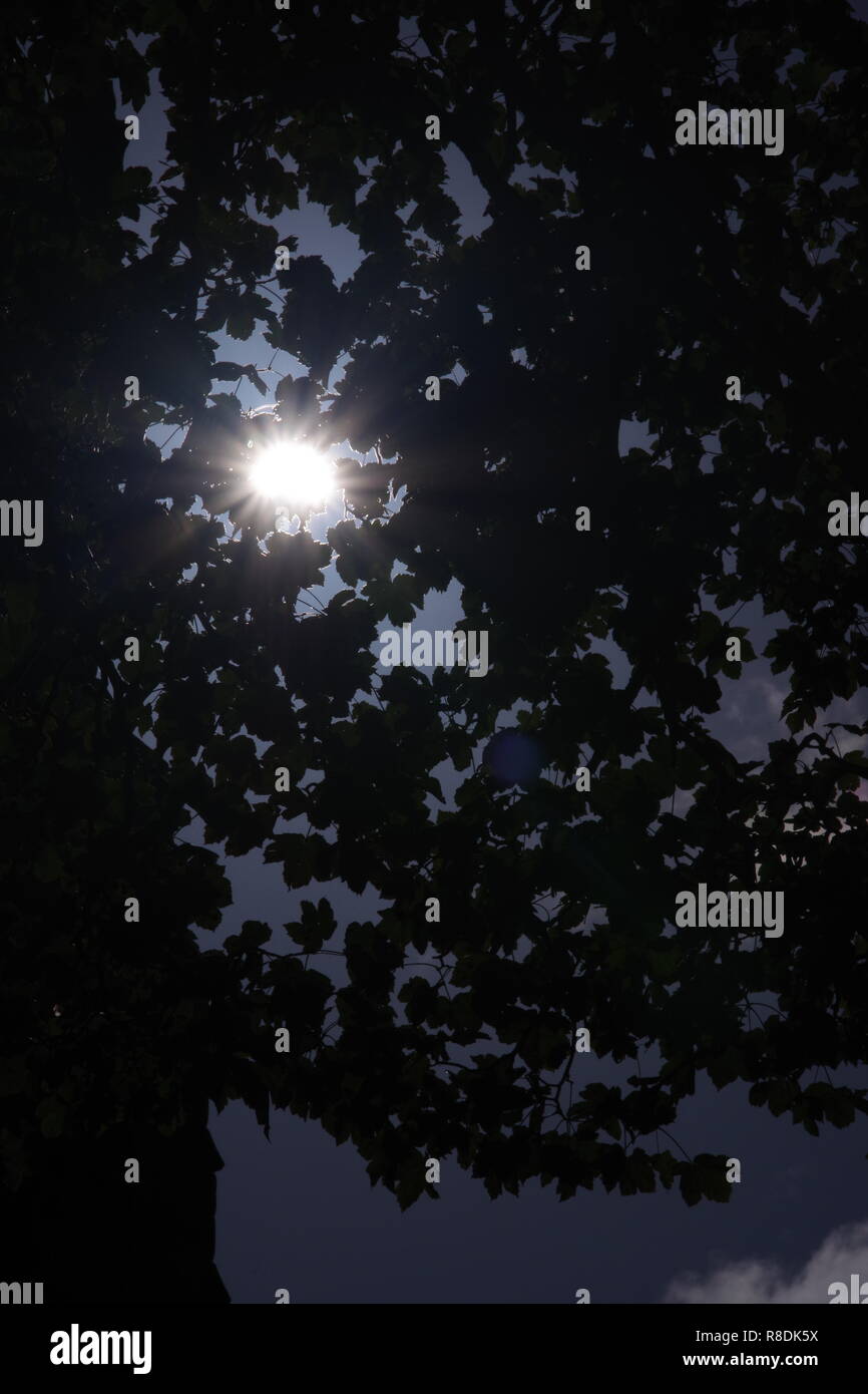 Silver mottled leaves hi-res stock photography and images - Alamy