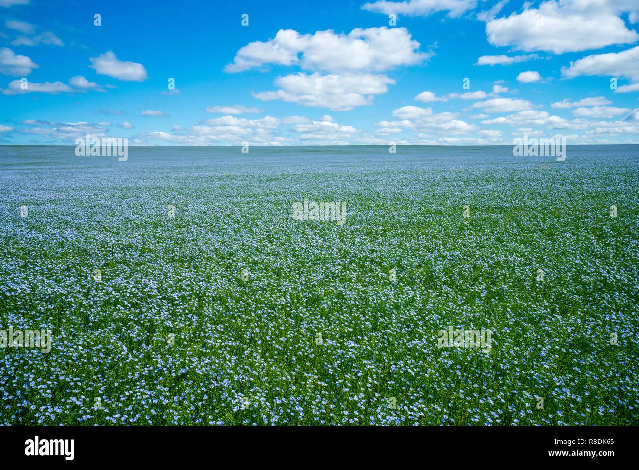 Flax Field High Resolution Stock Photography and Images - Alamy